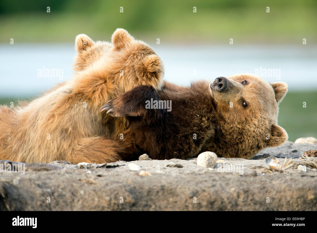 Female brown bear hi-res stock photography and images - Alamy
