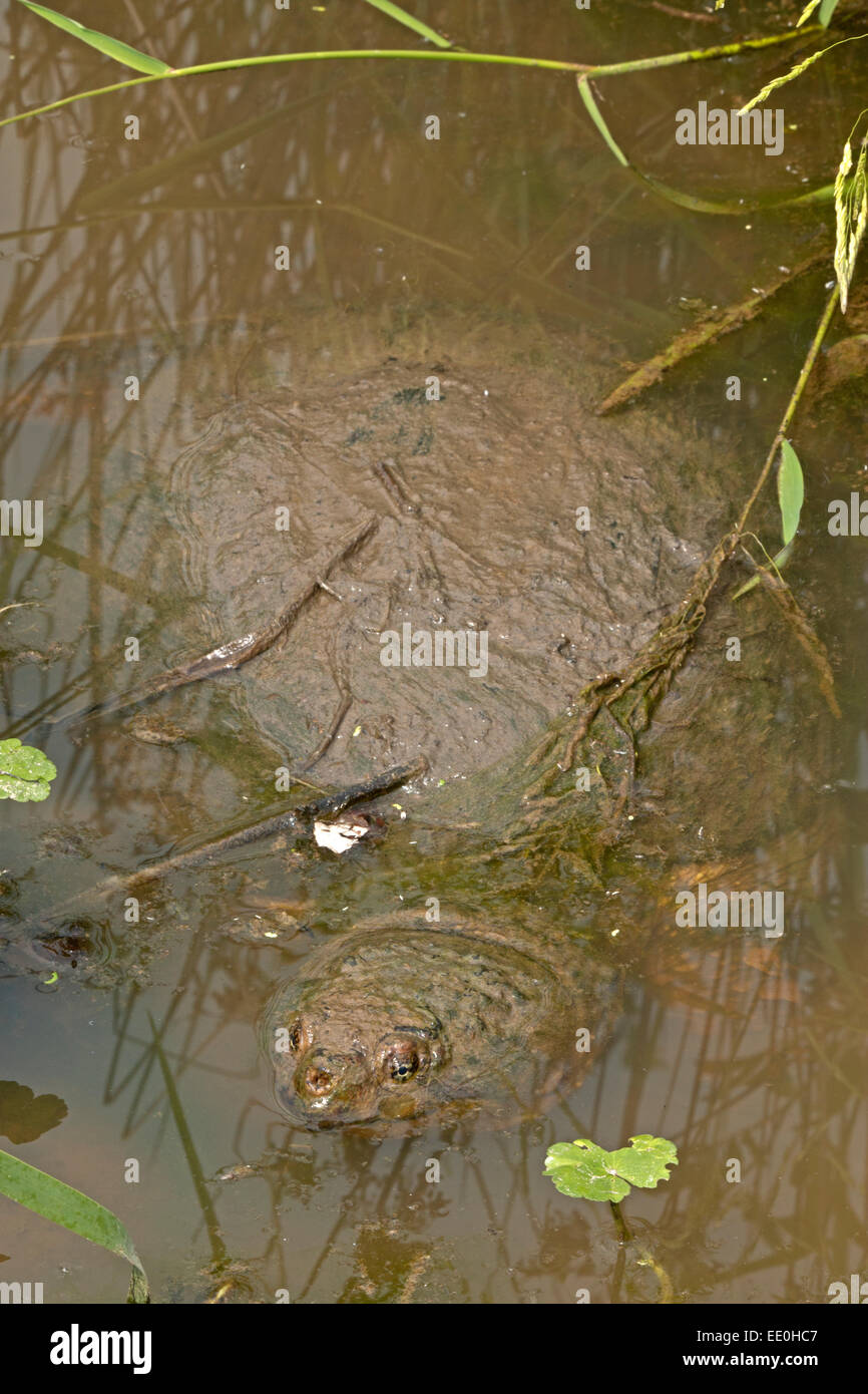 Snapping turtle (Chelydra serpentina), Virginia Stock Photo - Alamy