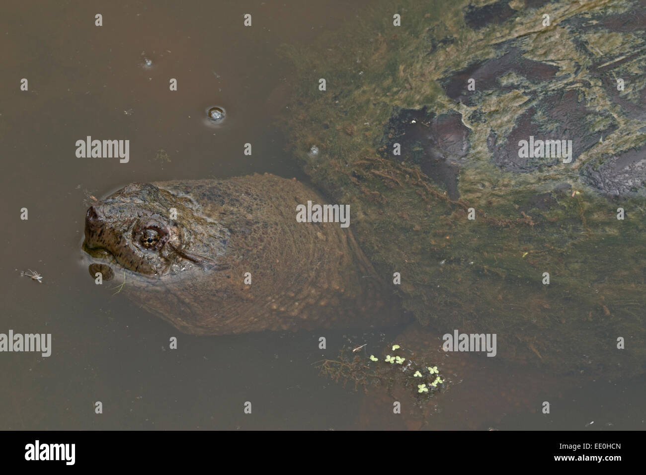 Snapping turtle (Chelydra serpentina), Virginia Stock Photo - Alamy