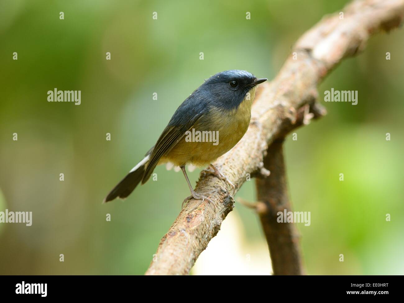 Slaty Blue Flycatcher High Resolution Stock Photography and Images - Alamy