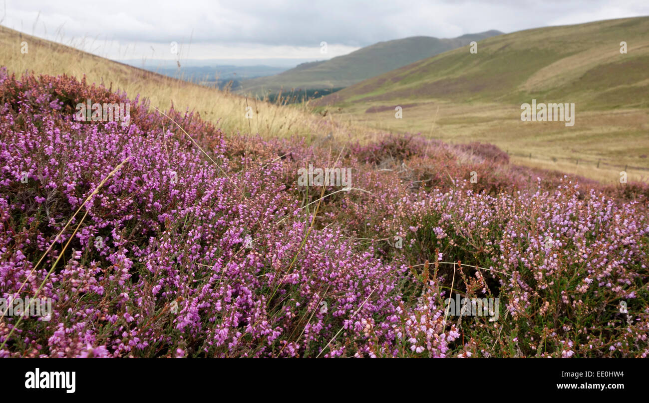 Pentland country park hi-res stock photography and images - Alamy