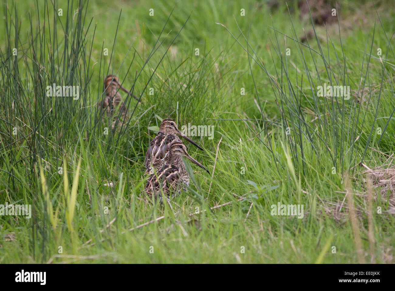 Common Snipe amongst the grass Stock Photo - Alamy