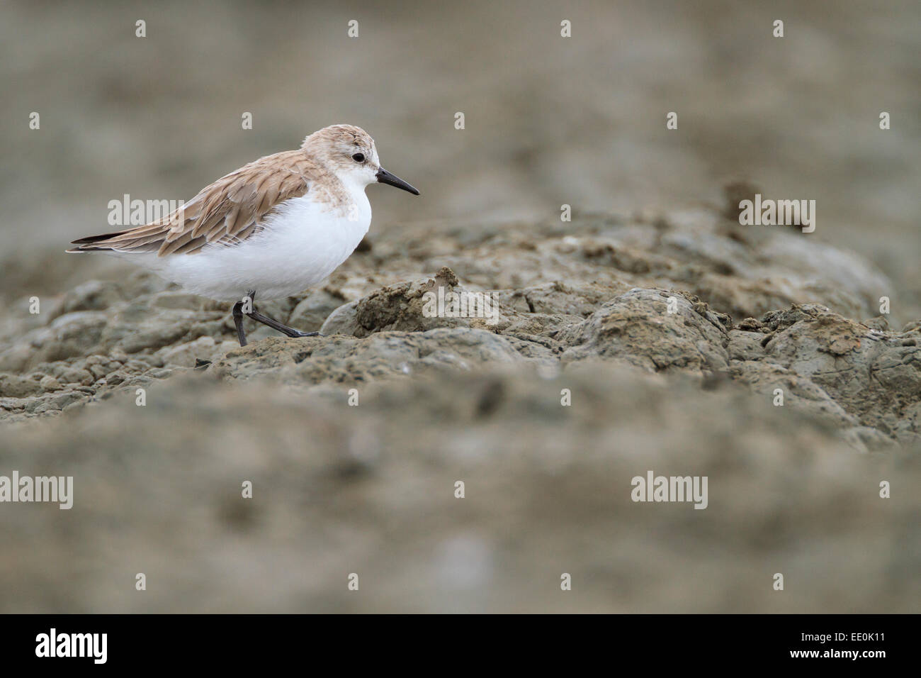 Sanderling (Calidris alba) on habitat. Pak Thale. Thailand Stock Photo ...