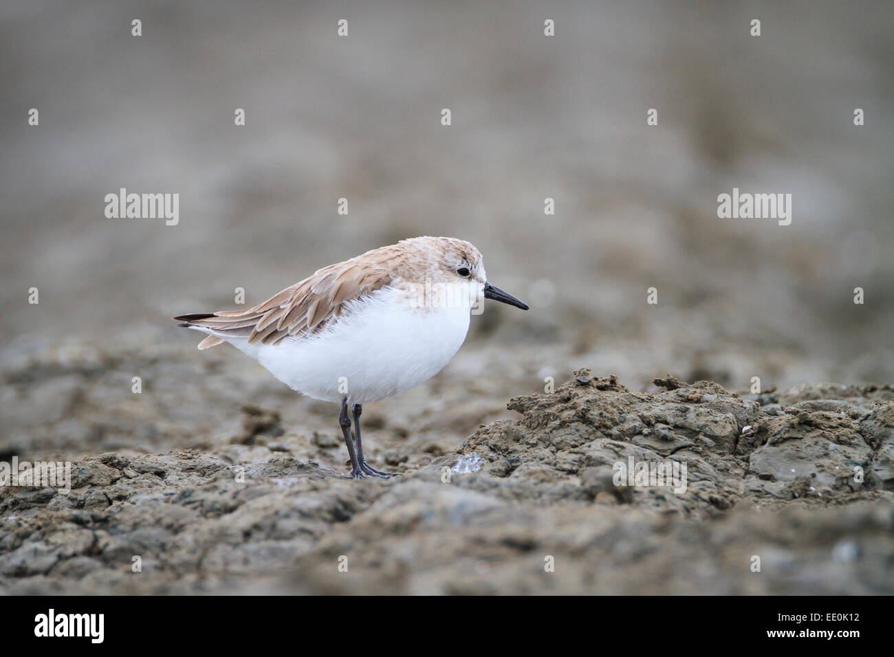 Thai profiles hi-res stock photography and images - Alamy
