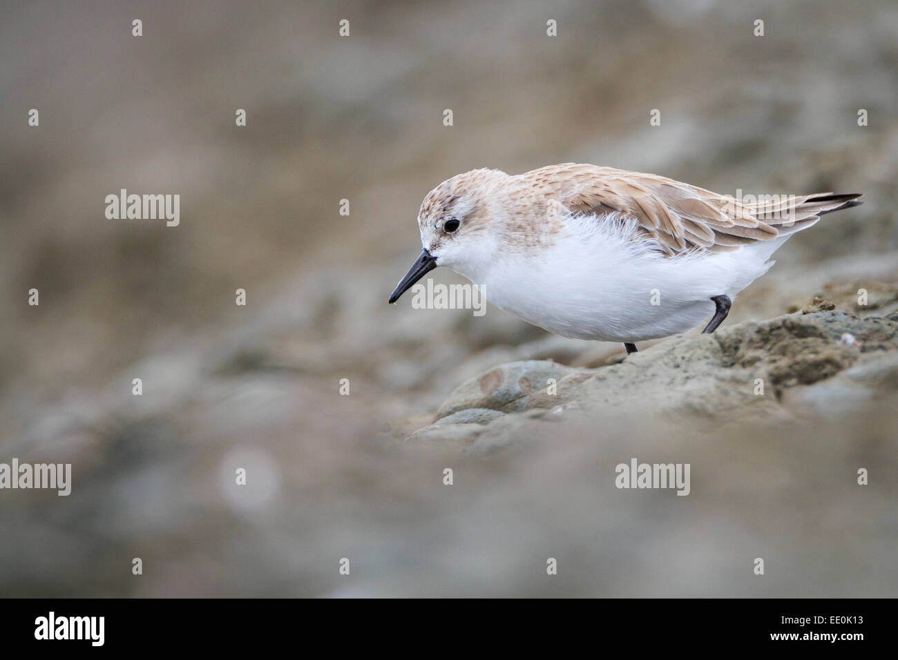 Sanderling (Calidris alba) on habitat. Pak Thale. Thailand Stock Photo ...