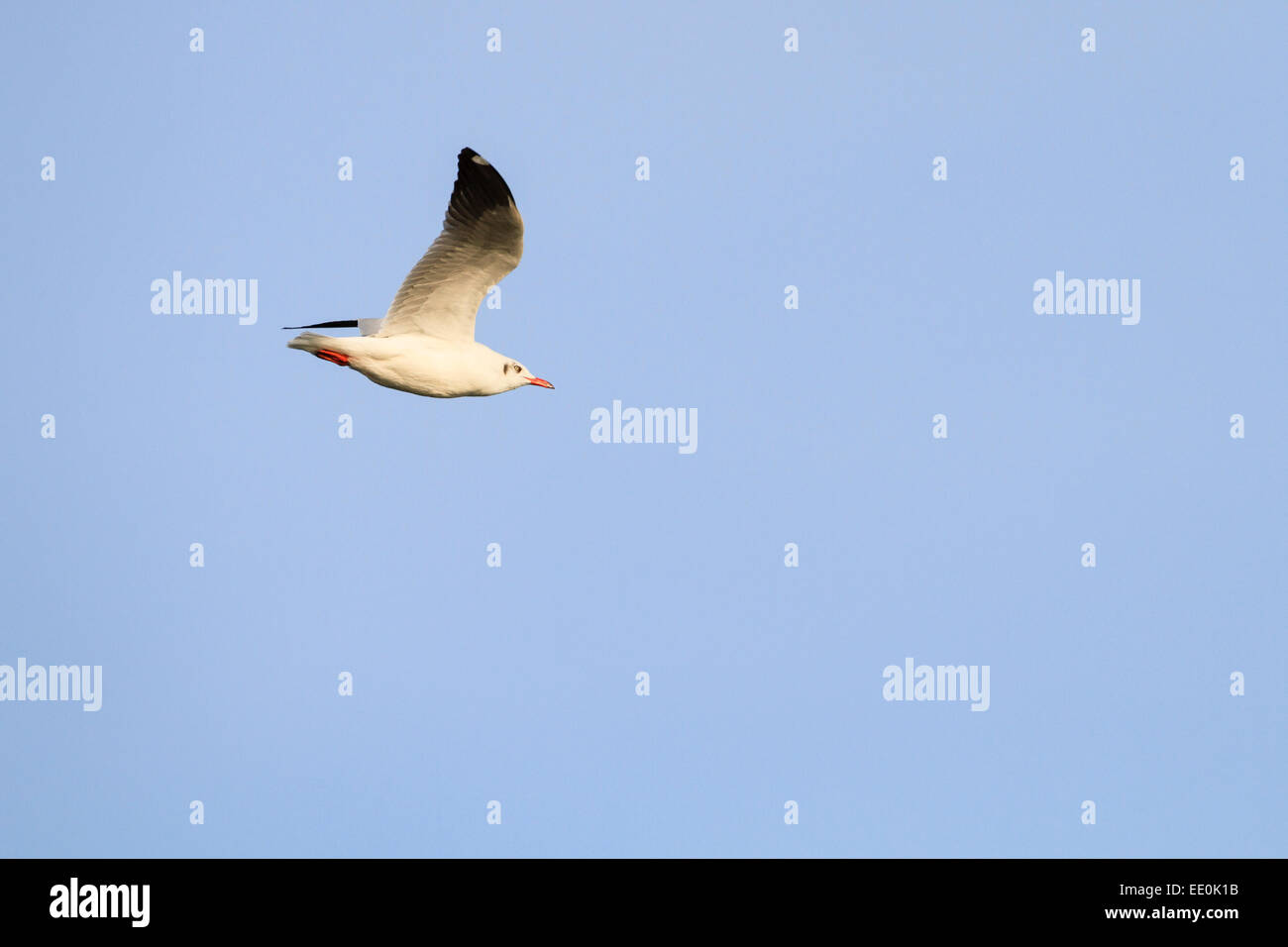 Brown-headed Gull (Larus brunnicephalus) in flight. Pak Thale ...
