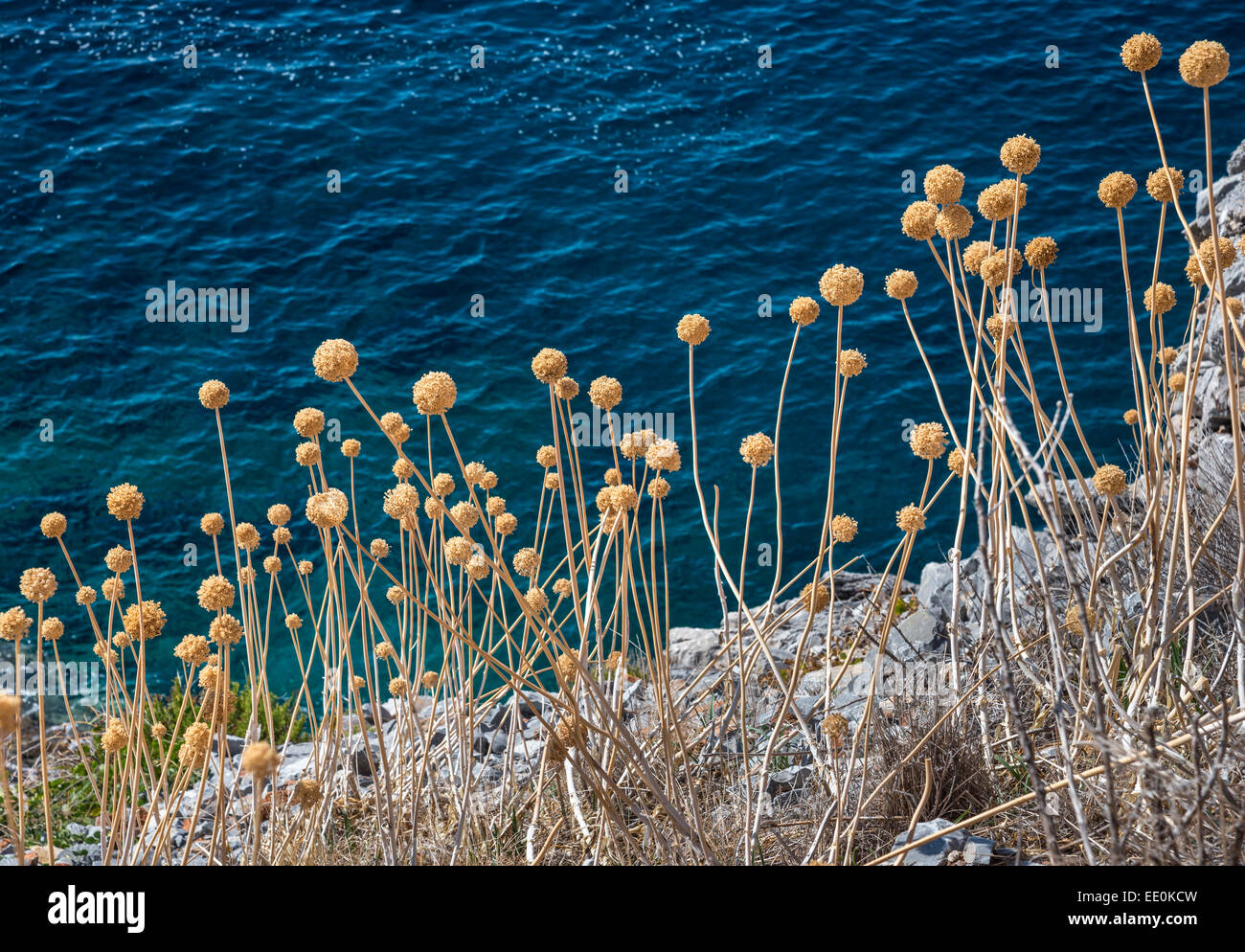 Allium seed heads hi-res stock photography and images - Alamy