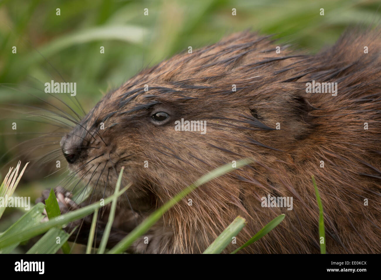 Ondatra STS63 The Ondatra Class (Project 1176 Akula) : Scotia