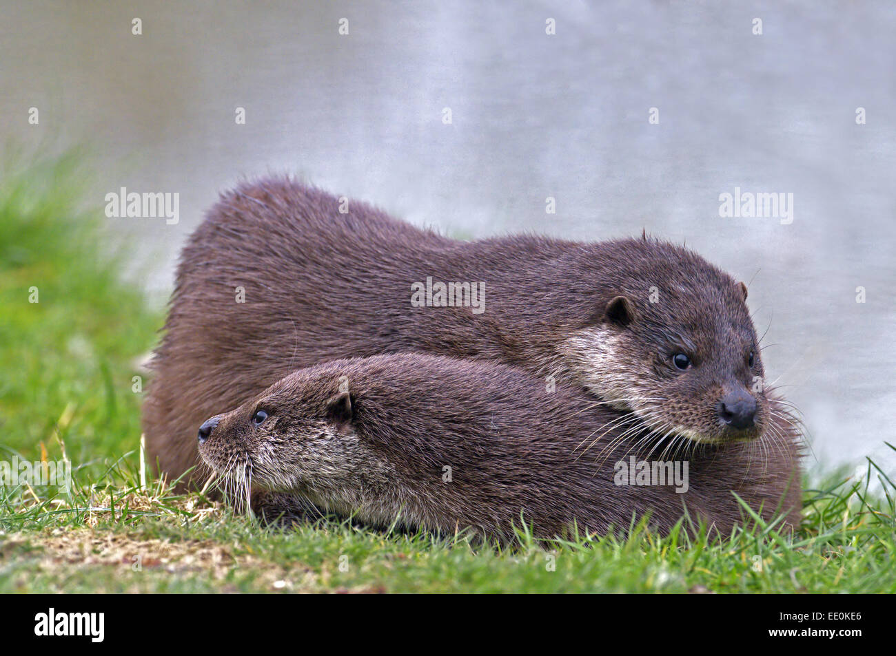 Common otters hi-res stock photography and images - Alamy