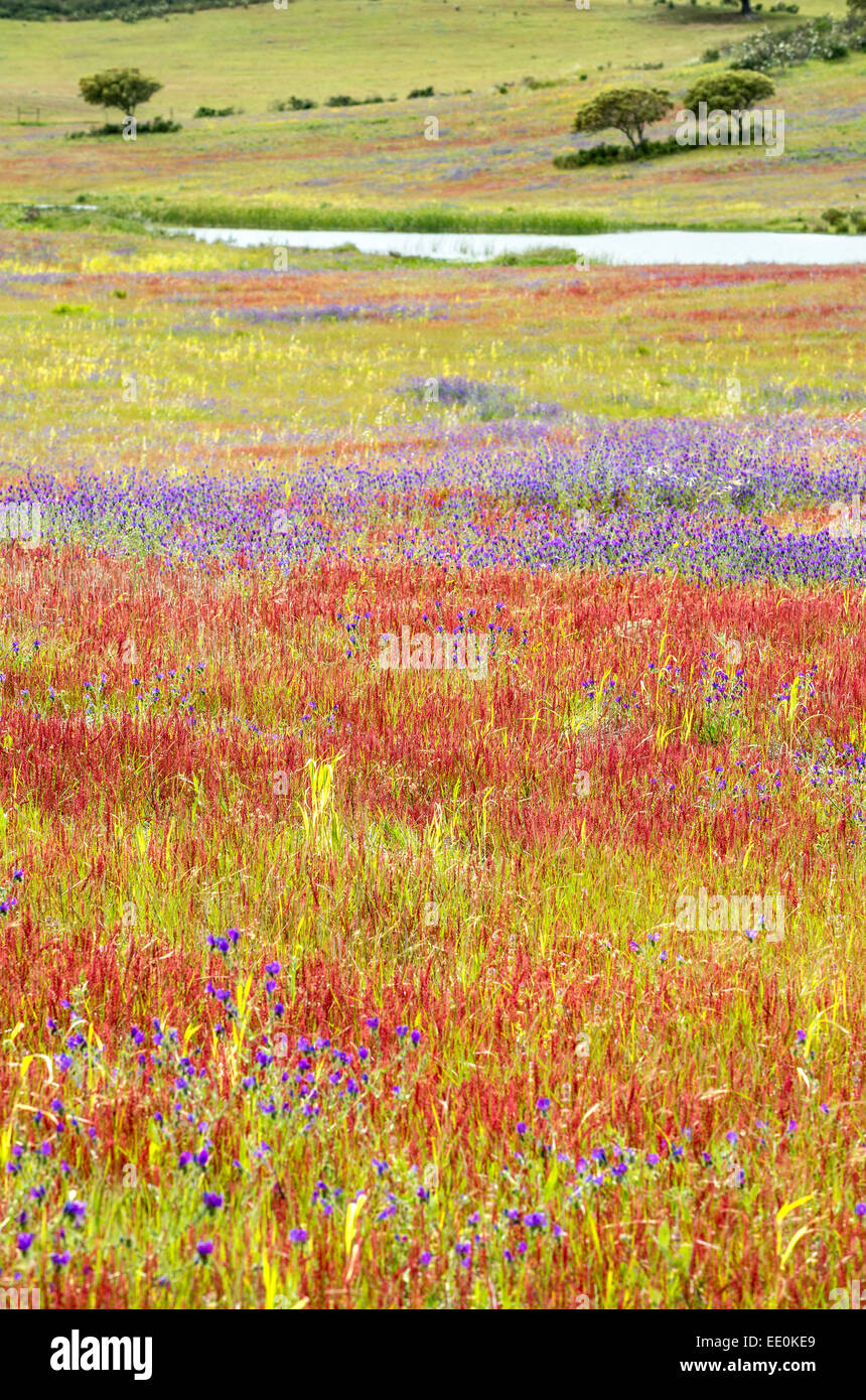 Flora of southern portugal hi-res stock photography and images - Alamy