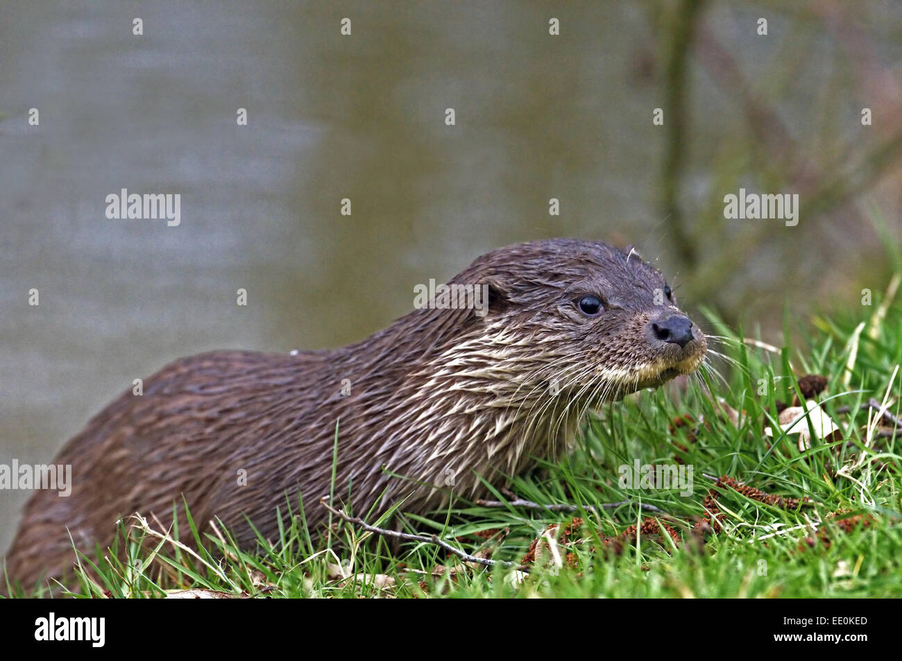 Eurasian otter european lutra hi-res stock photography and images - Alamy