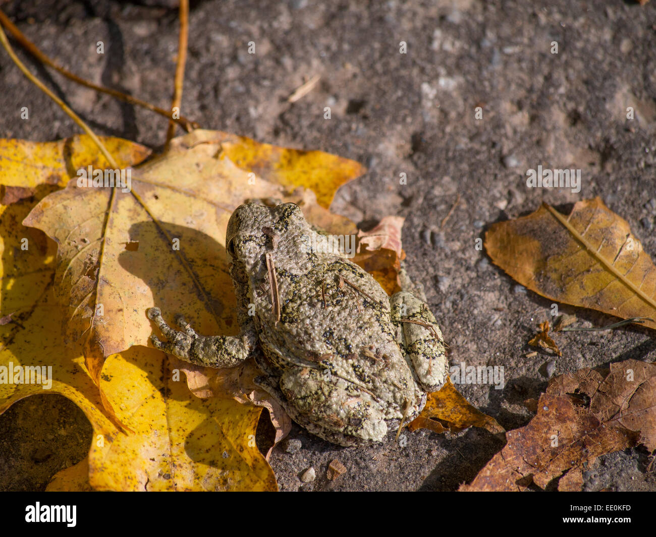 Toad on leaves in the fall Stock Photo - Alamy