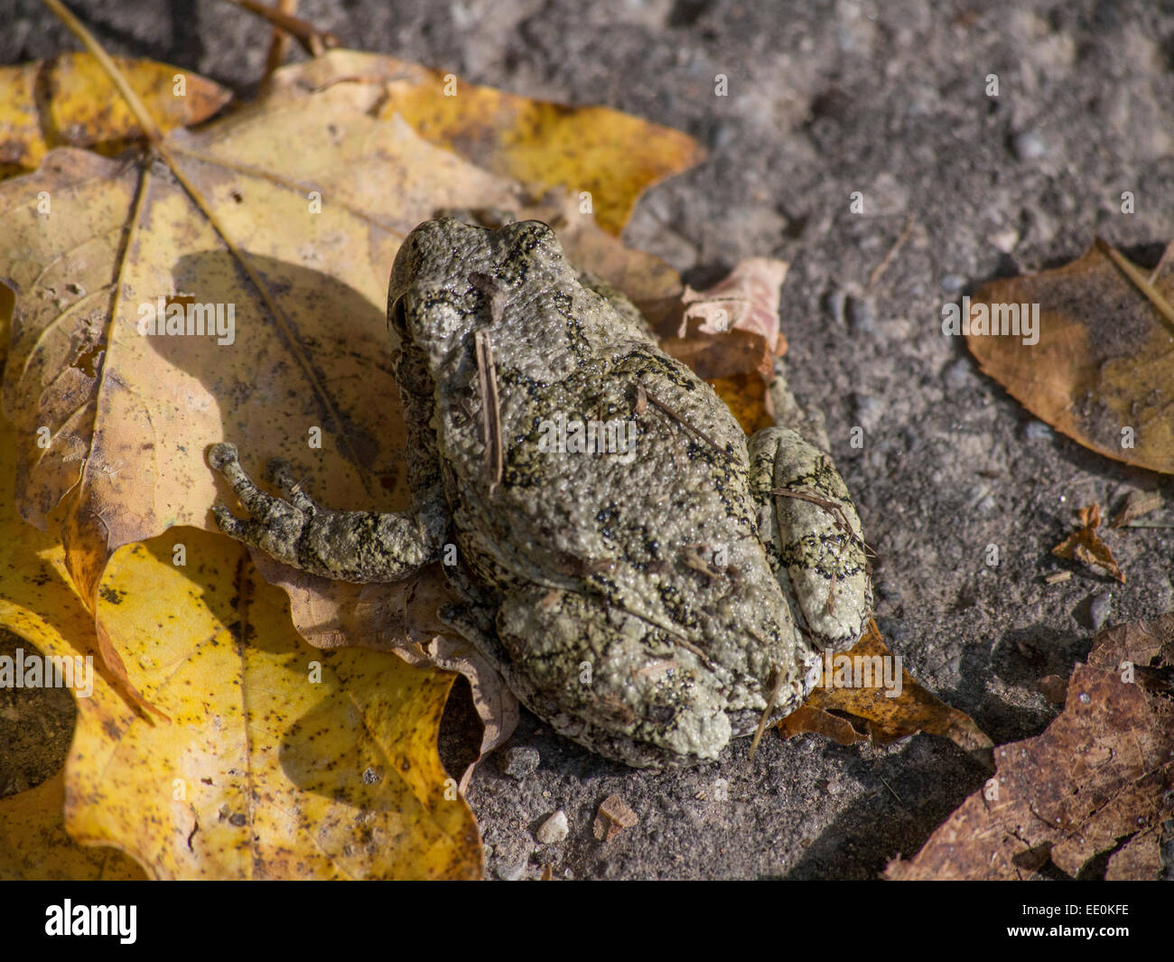 Toad on leaves in the fall Stock Photo - Alamy
