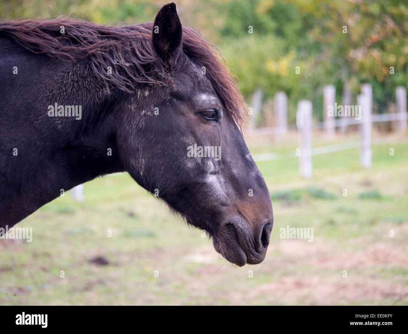 Horse Face Close Up Stock Photos & Horse Face Close Up Stock Images - Alamy