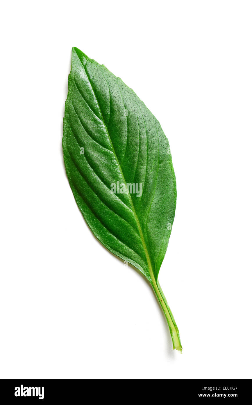 Basil Leaf