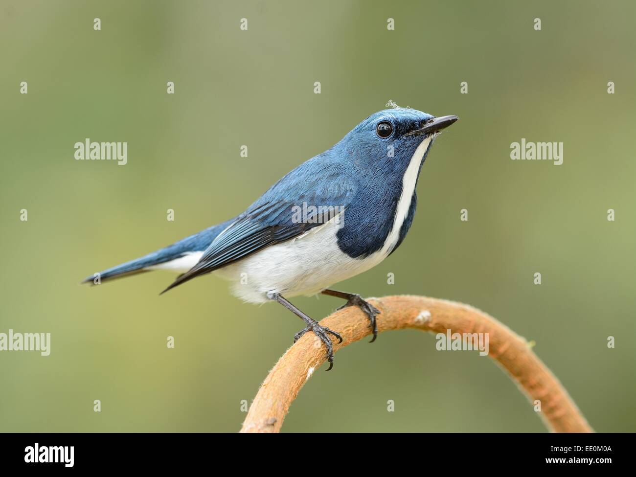 beatiful male Ultramarine Flycatcher (Ficedula superciliaris) possing ...