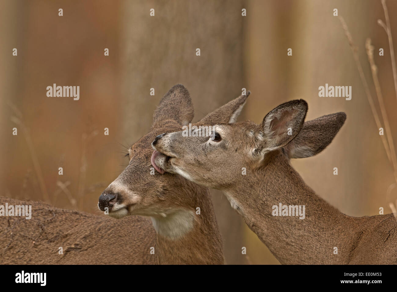 white-tailed deer, Odocoileus virginianus, New York, does or females ...