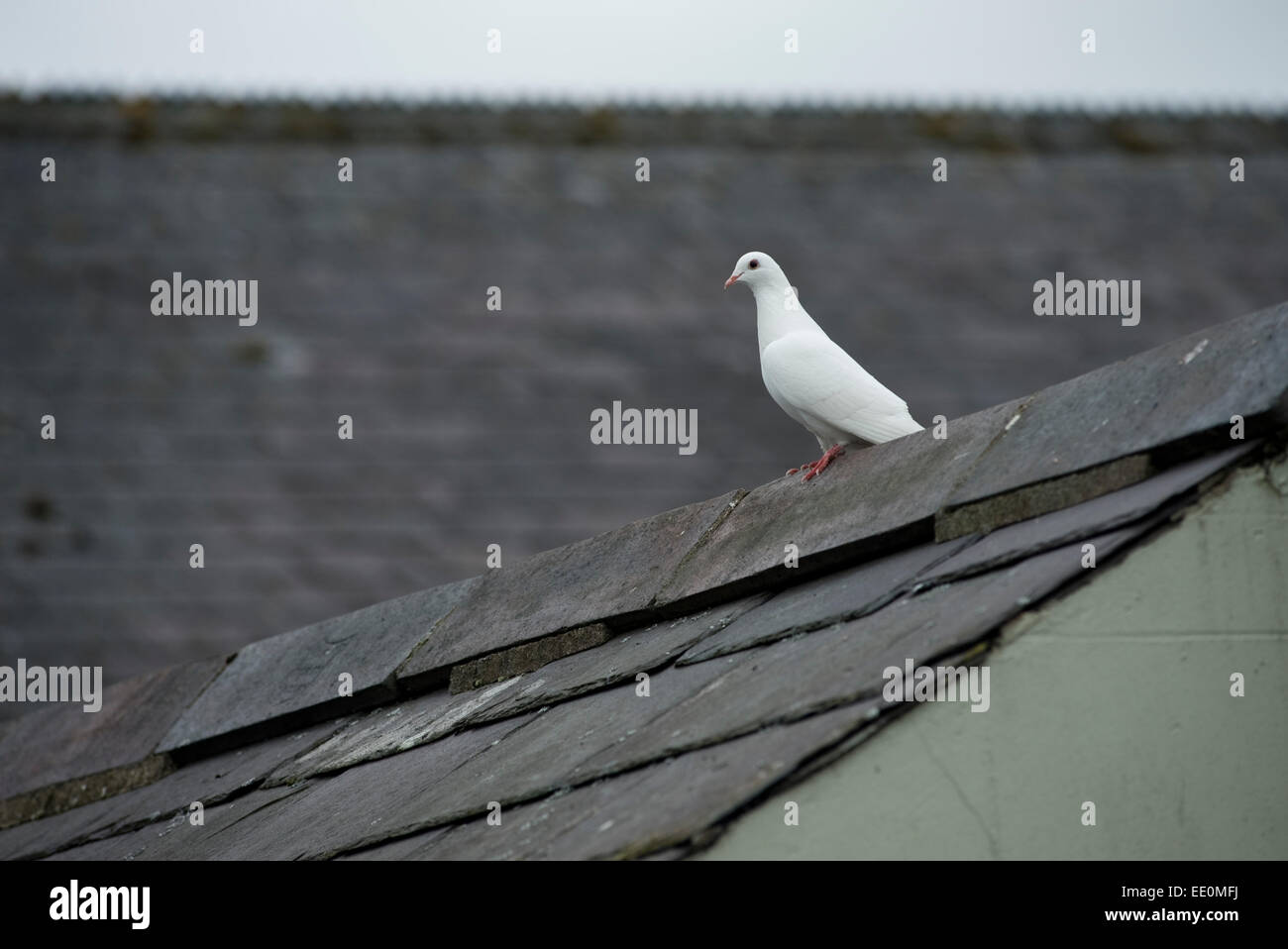 White dove on a slate roof, County Antrim, Northern Ireland Stock Photo ...