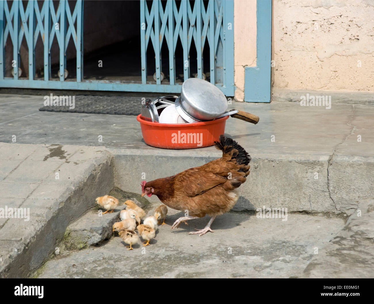 Pokhara poultry hi-res stock photography and images - Alamy