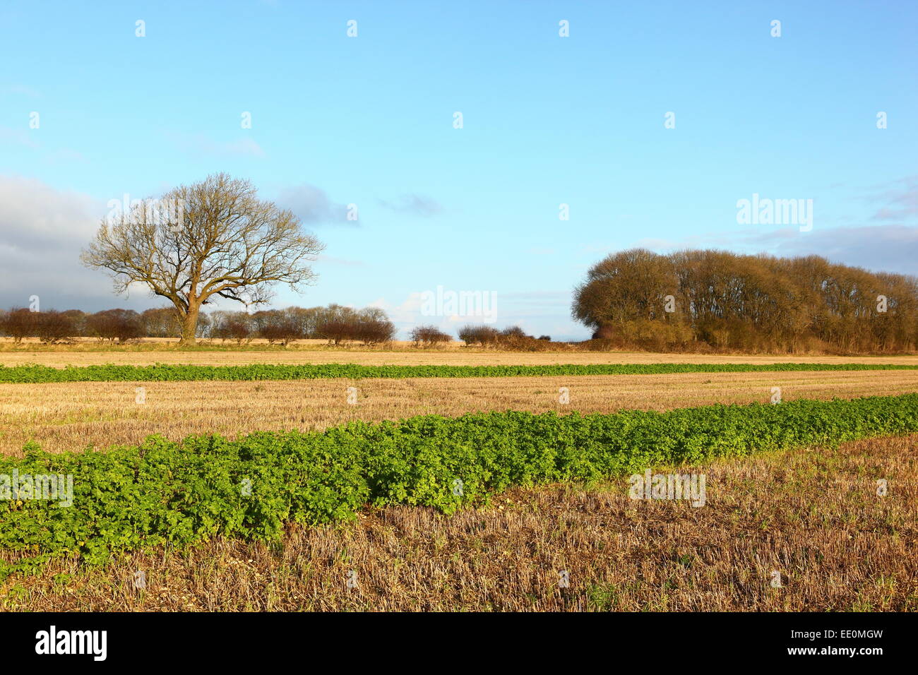 Agricultural landscape with strips of green mustard plants in a winter ...