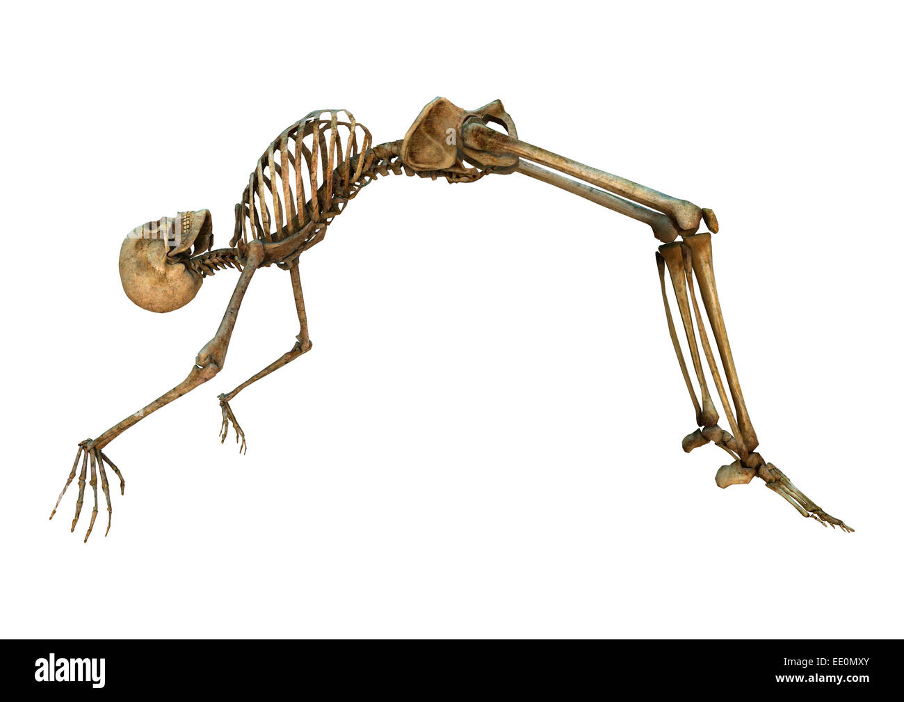 3D digital render of an exercising old human skeleton isolated on white ...