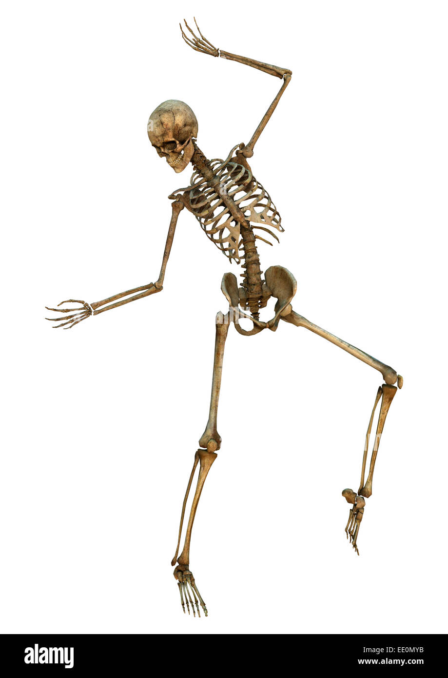 3D digital render of a human dancing skeleton isolated on white ...