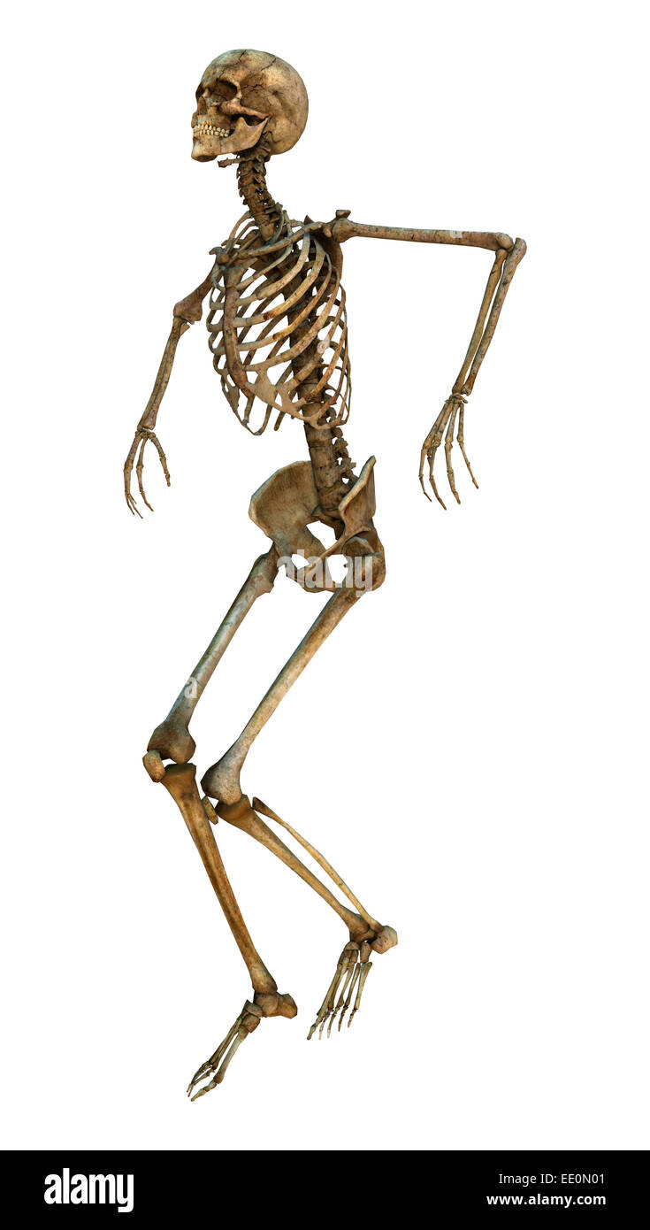 3D digital render of a human dancing skeleton isolated on white ...