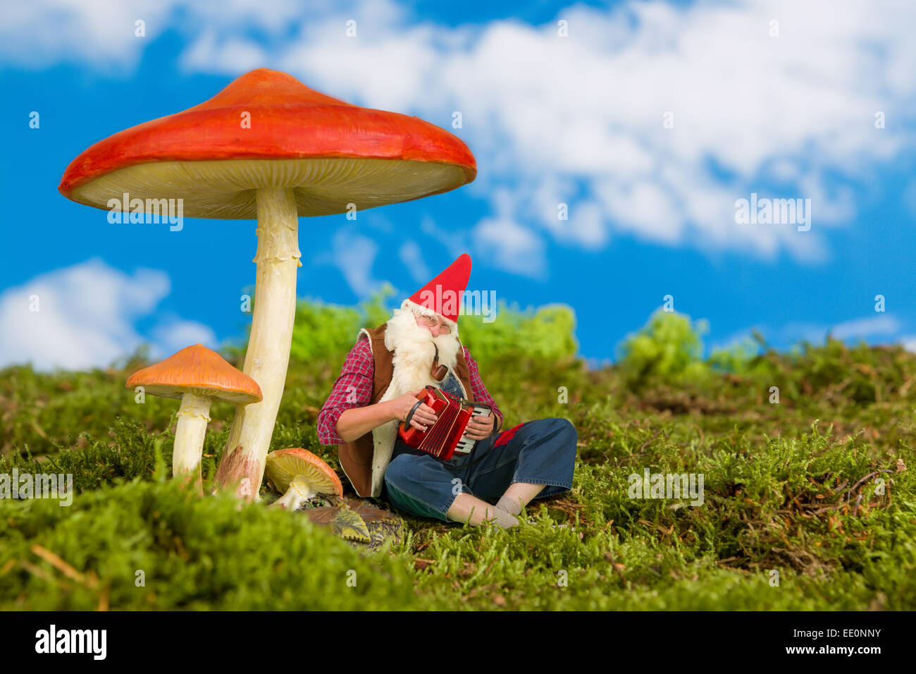 Funny old garden gnome playing music under a toadstool Stock Photo - Alamy