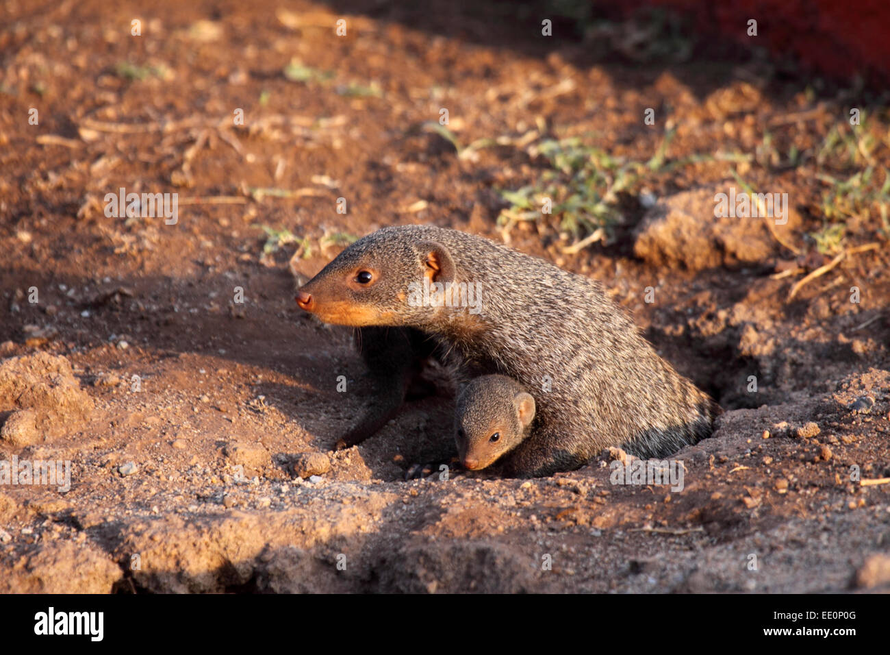 Banded mongoose with young at burrow in South Africa Stock Photo - Alamy