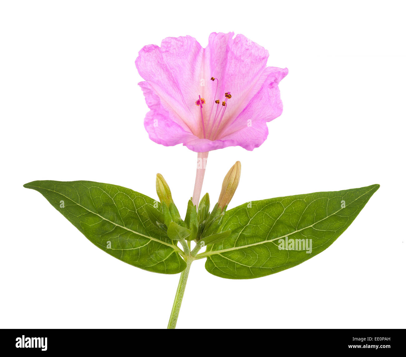 4 oclock flower Cut Out Stock Images & Pictures - Alamy
