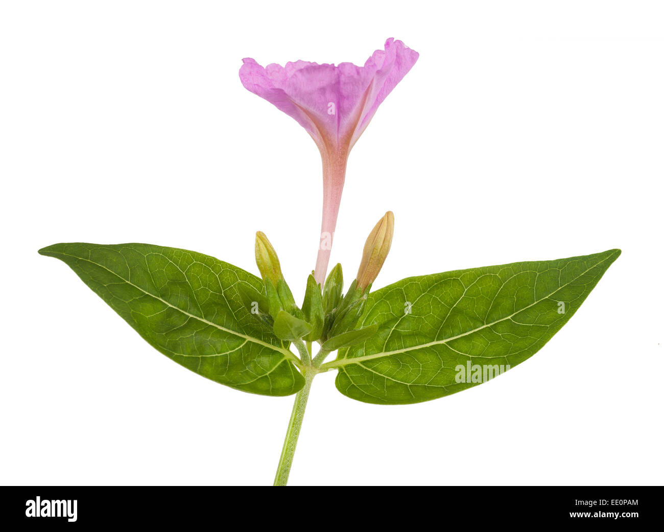 four o'clock flower isolated on white background Stock Photo - Alamy