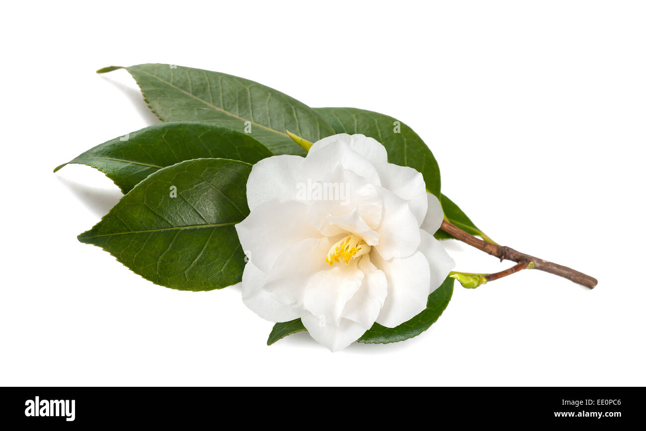 Camellia branch with Flower Isolated on White Background Stock Photo ...