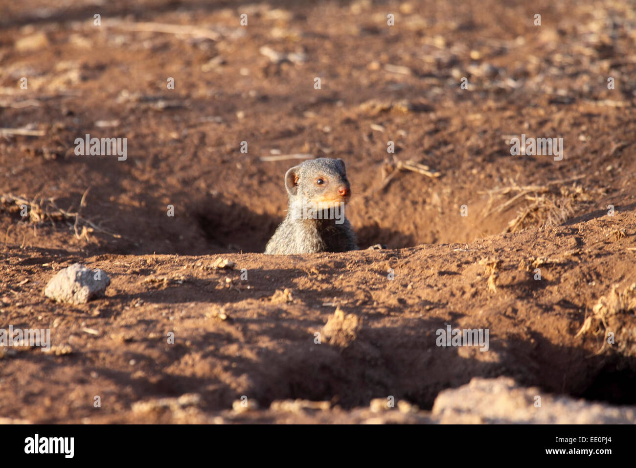 Burrow head hi-res stock photography and images - Alamy