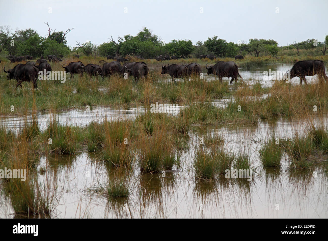 African buffalo herd passing through swamp in Botswana Stock Photo - Alamy