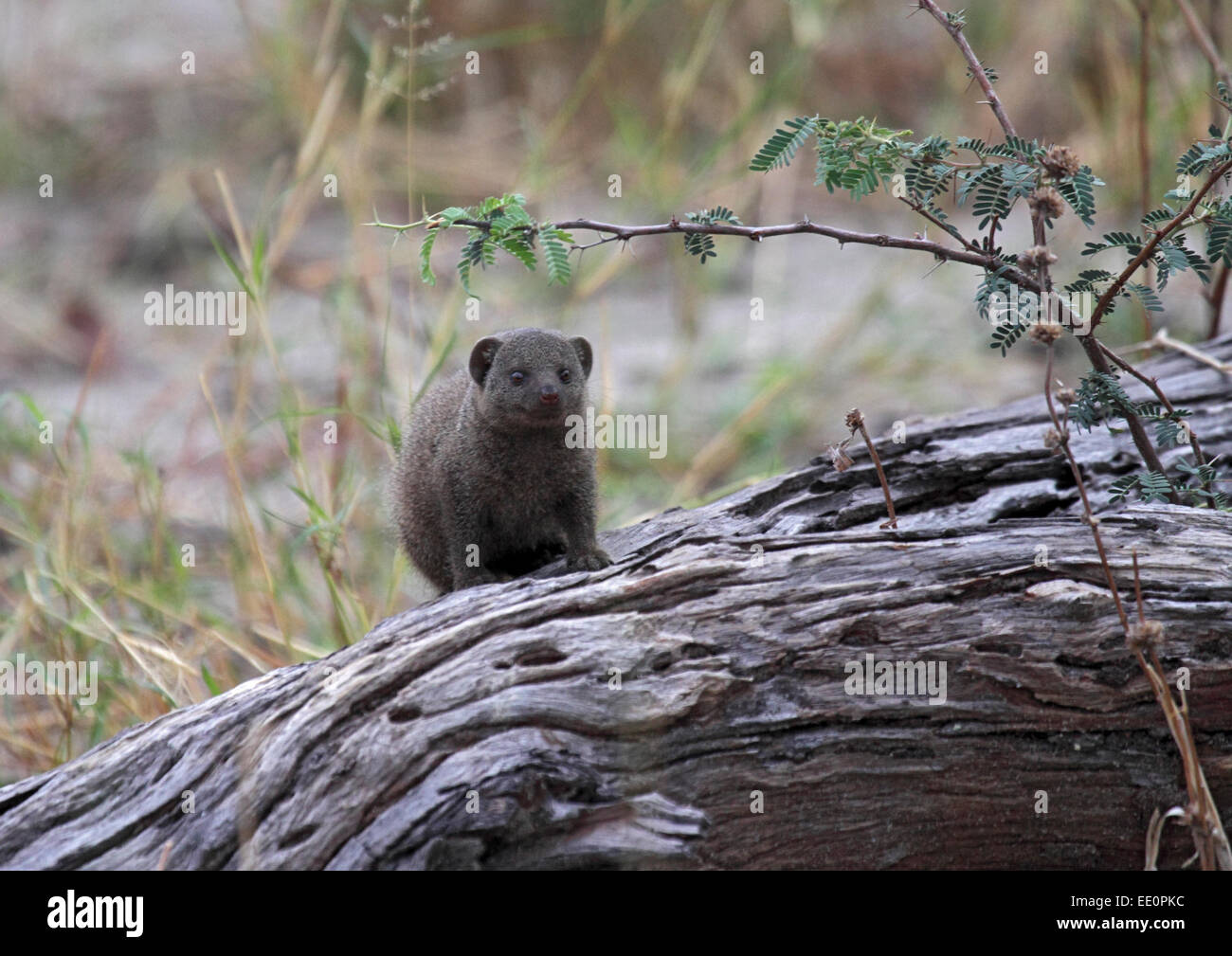 Mongoose tree hi-res stock photography and images - Alamy