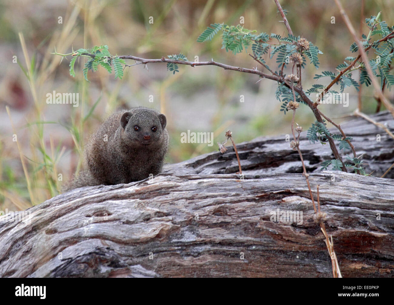 Mongoose tree hi-res stock photography and images - Alamy