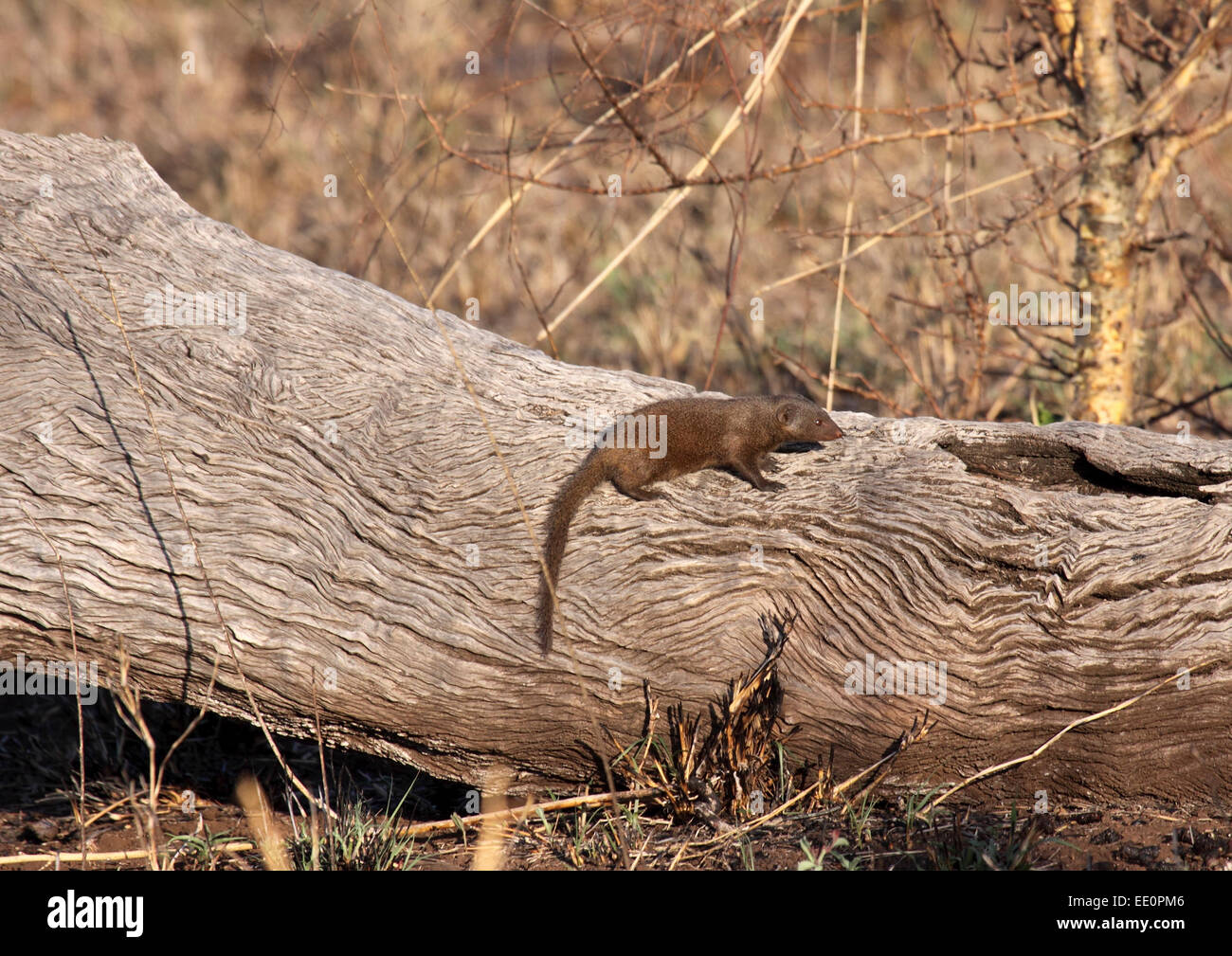 Mongoose tree hi-res stock photography and images - Alamy