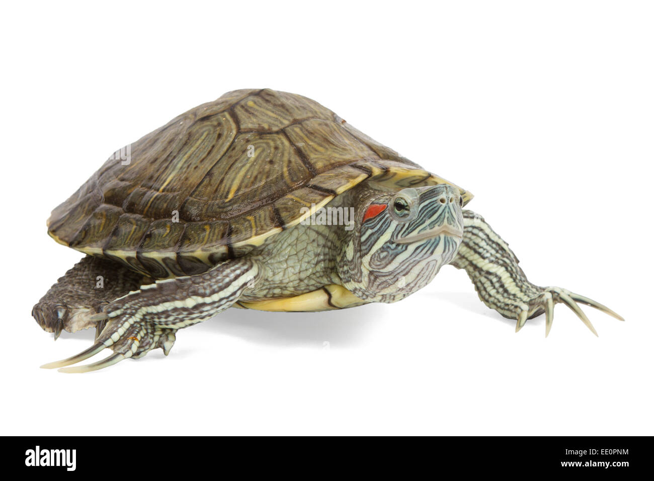 Funny green turtle on parade or walking around isolated on a white ...