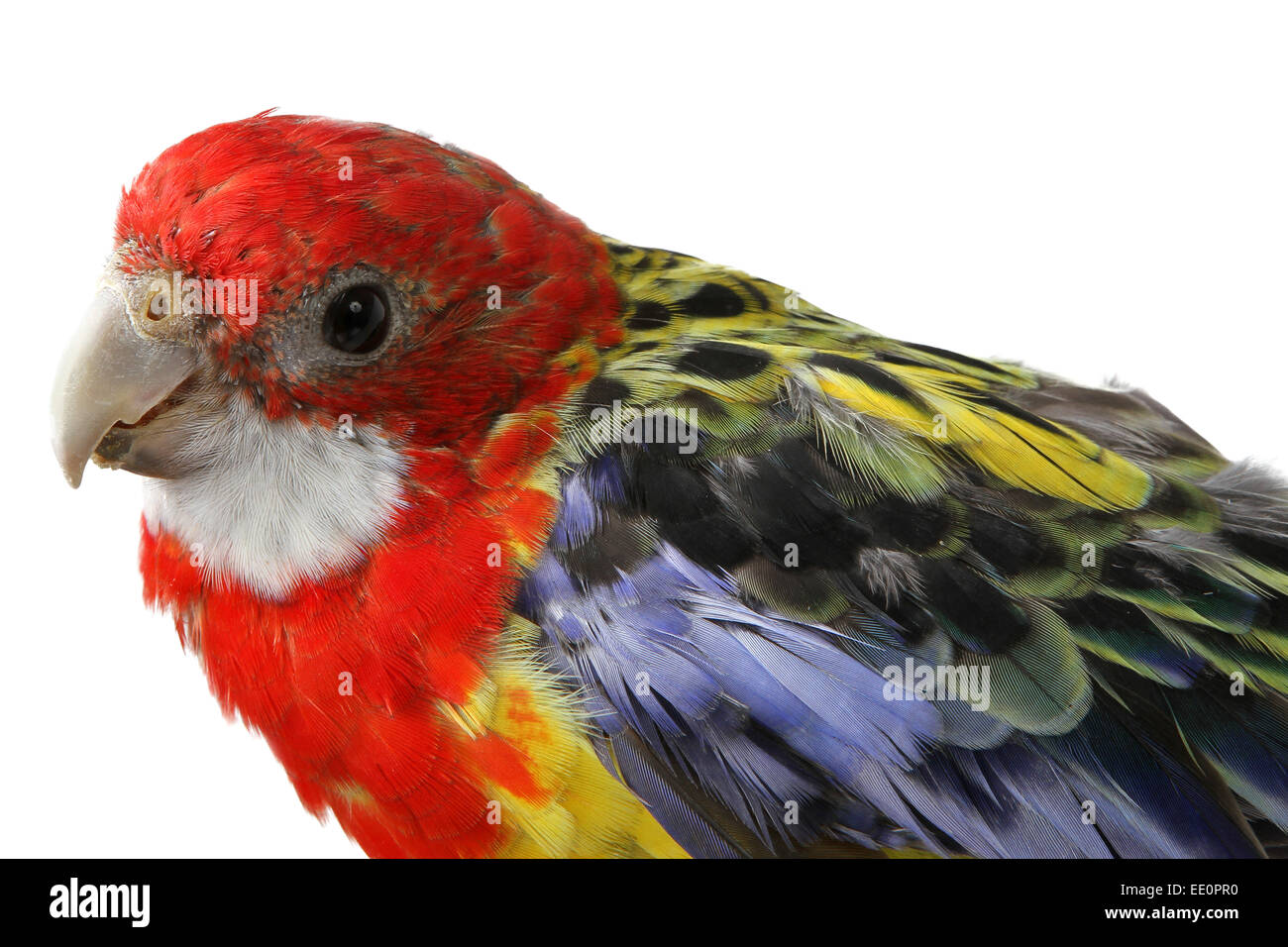 a beautiful large colorful parrot isolated on white background Stock ...