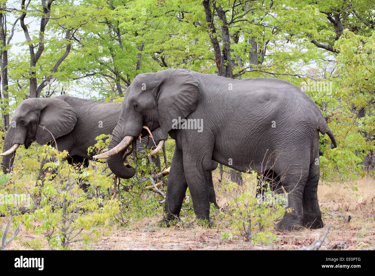 African elephant stripping bark from branch which it has torn from a ...