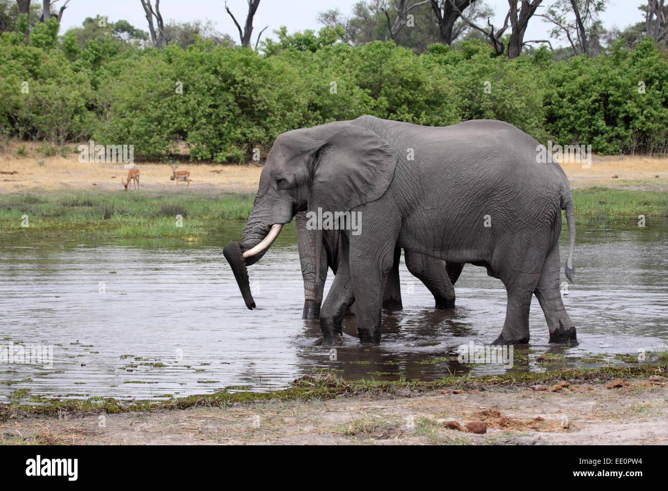 Trunk on tusk hi-res stock photography and images - Alamy
