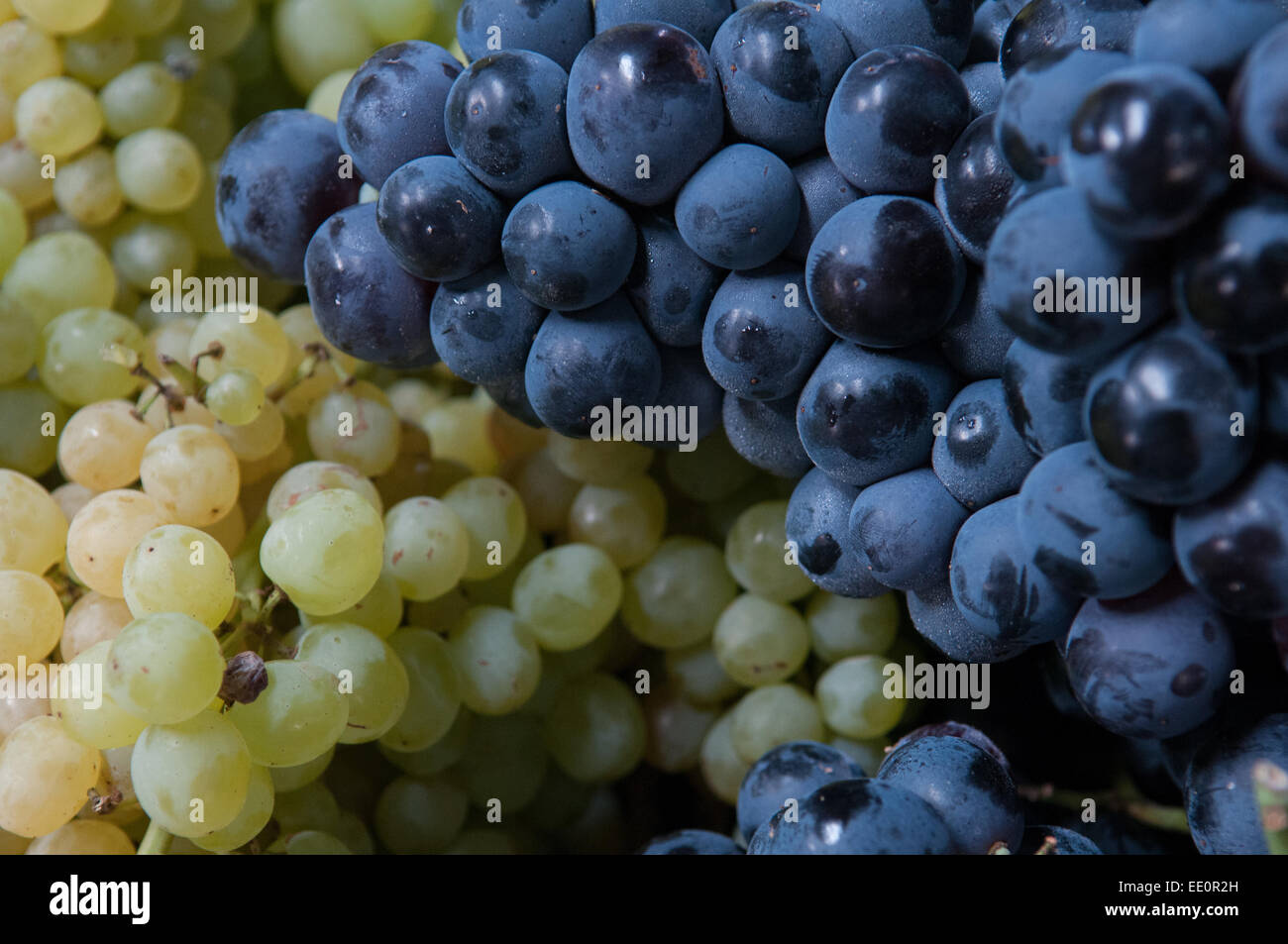 Black queen grapes hi-res stock photography and images - Alamy