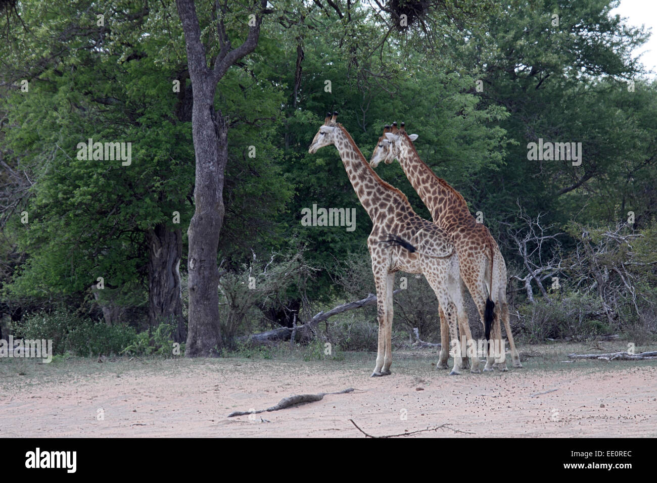 Giraffes at woodland edge in Kruger National Park Stock Photo - Alamy