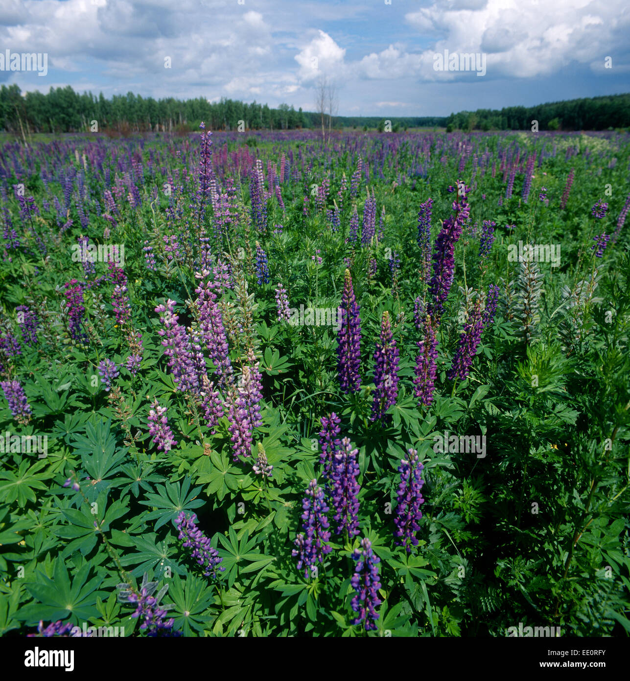 Field of lupines Stock Photo - Alamy