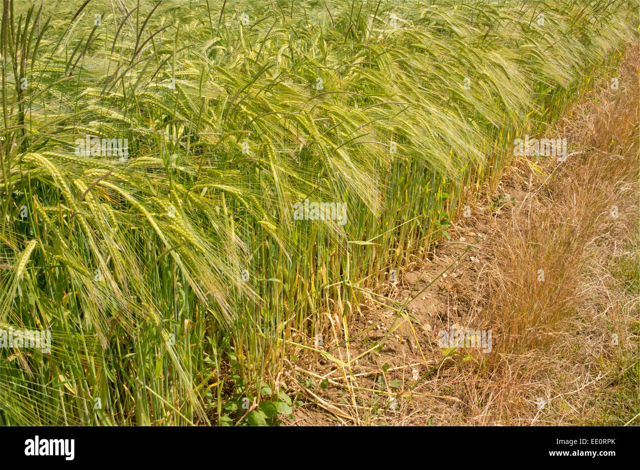 Field crop barley agriculture norfolk ripe hi-res stock photography and ...