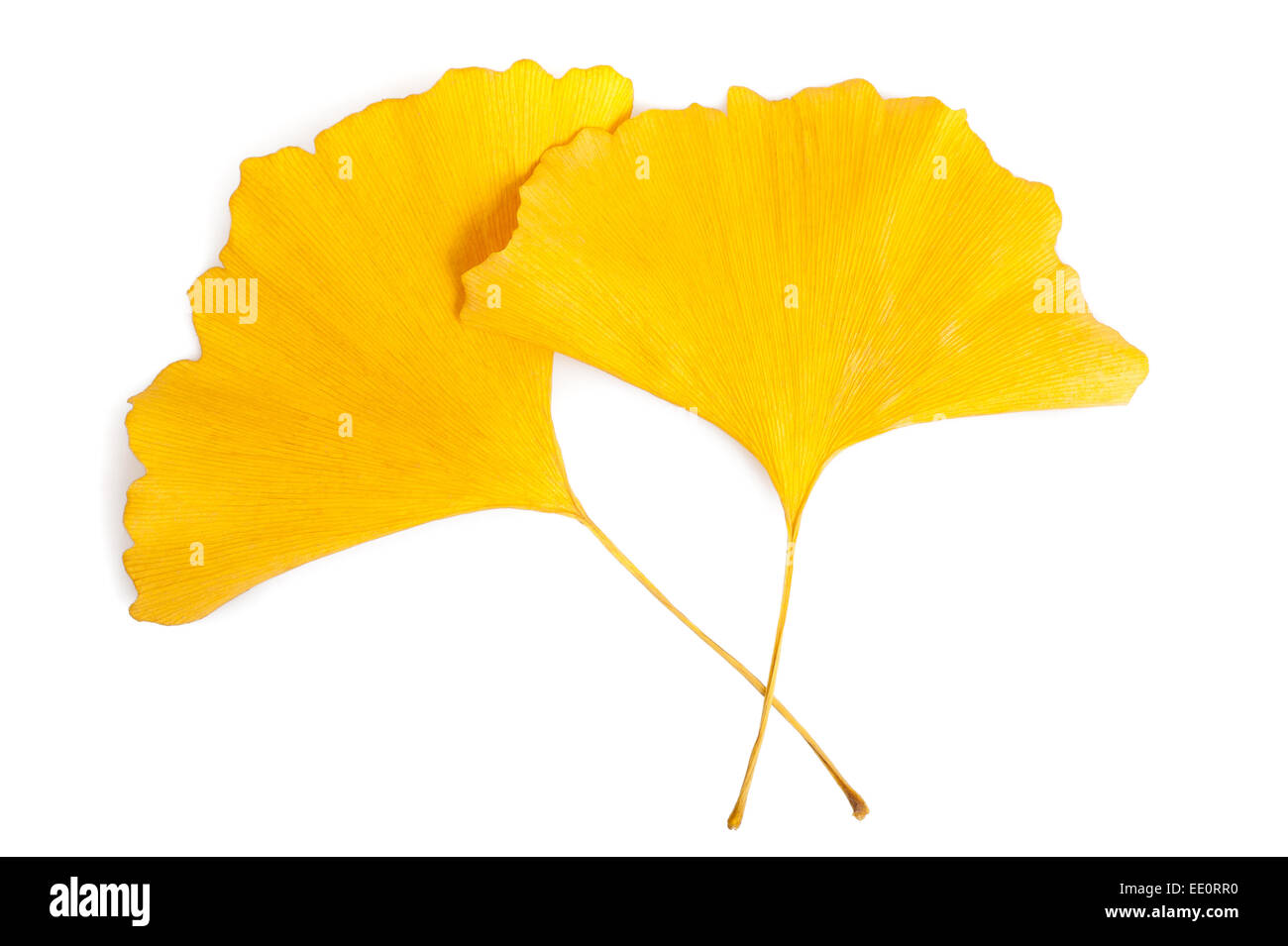 ginkgo dried leaf isolated on white Stock Photo - Alamy
