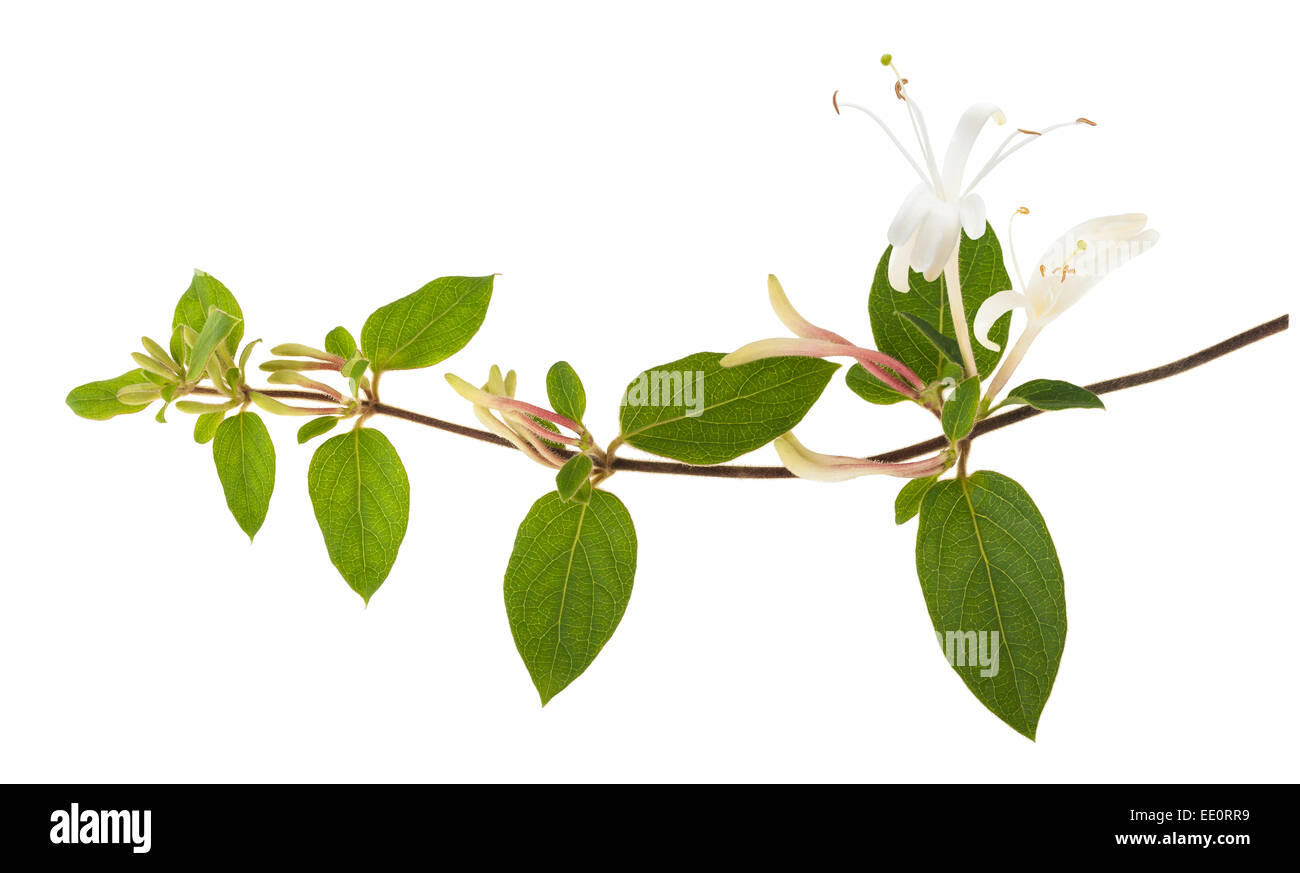 honeysuckle Sprig with white flowers and green leaves isolated on white ...