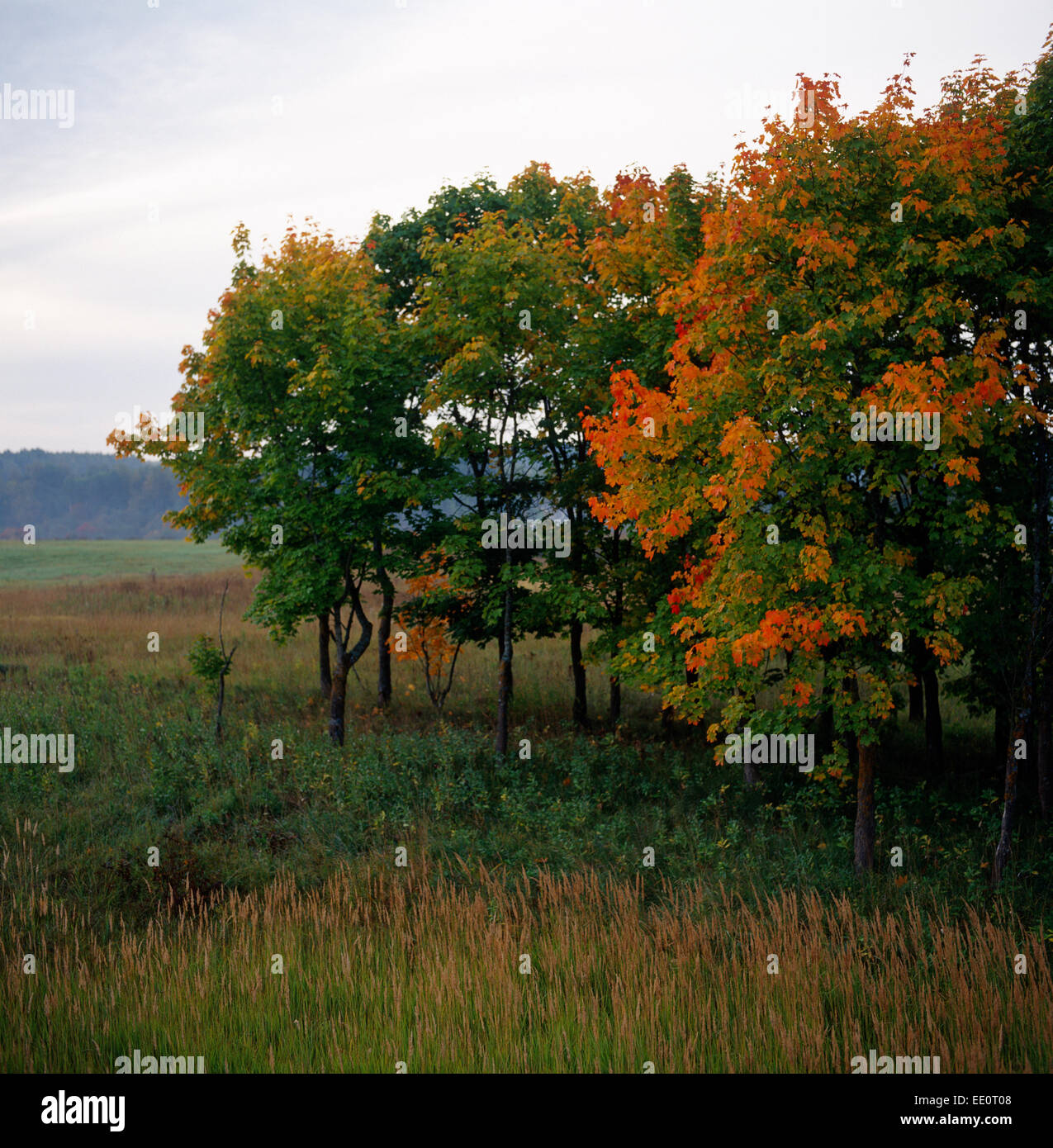 Autumn trees in a field Stock Photo - Alamy