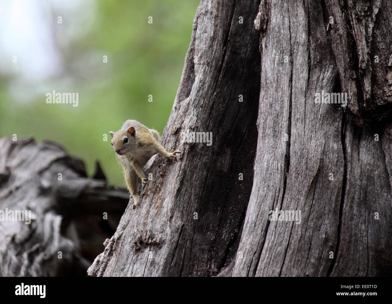 Dead squirrels hi-res stock photography and images - Alamy
