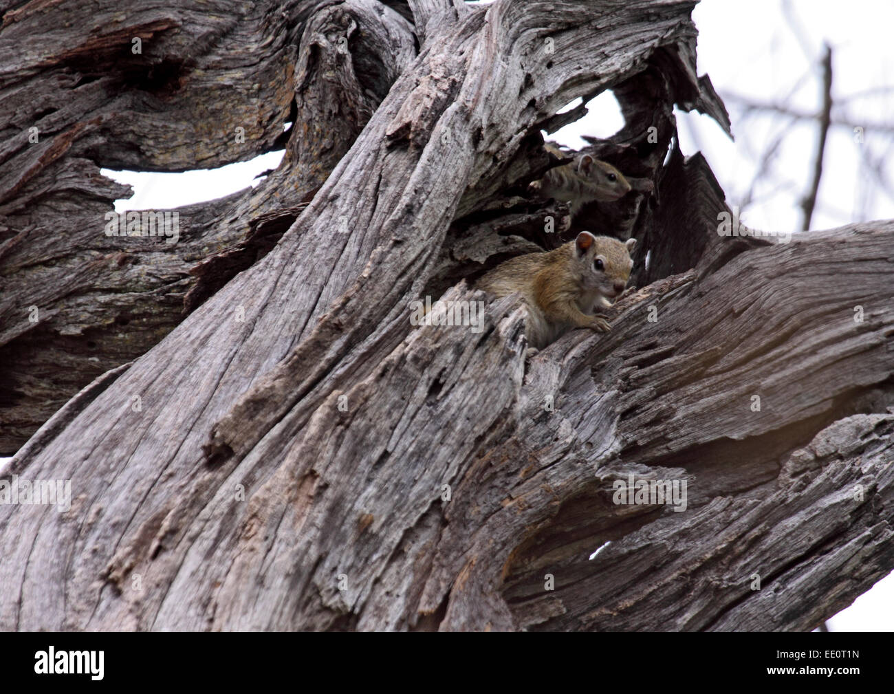 Botswana rodents hi-res stock photography and images - Alamy
